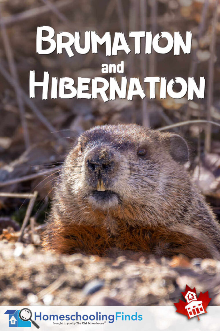 Brumation and Hibernation - HomeschoolingFinds.com