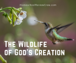 The Wildlife of God's Creation - HomeschoolingFinds.com